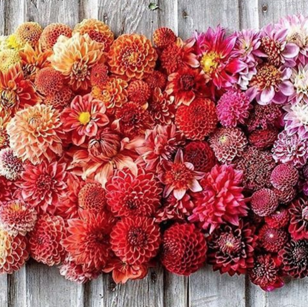 floret-flowers - The House That Lars Built