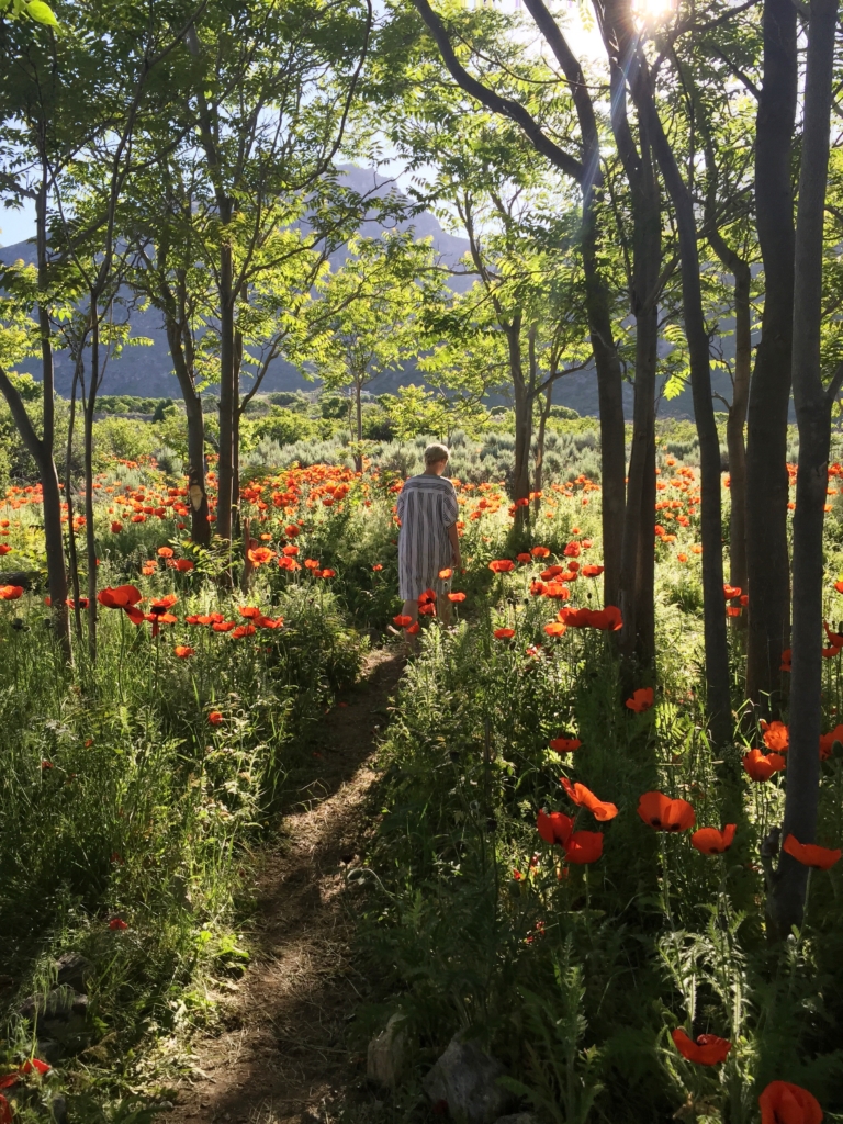 Poppy fields of Utah (with map and video!) - The House That Lars Built